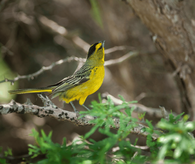 Yellow Cardinal: Spiritual Meaning and Symbolism Explained