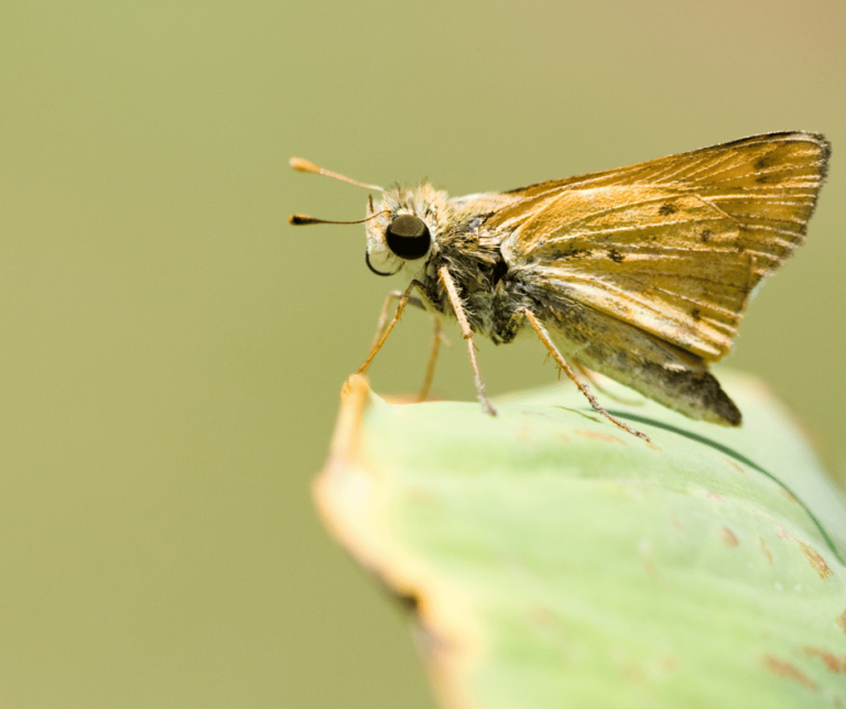 Yellow Moth Meaning Symbolism: Insights into Its Significance