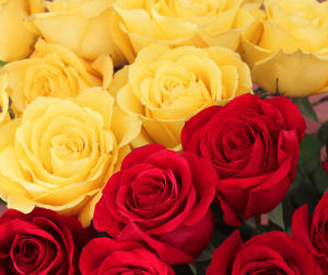Yellow and Red Roses: Meaning and Symbolism Explained