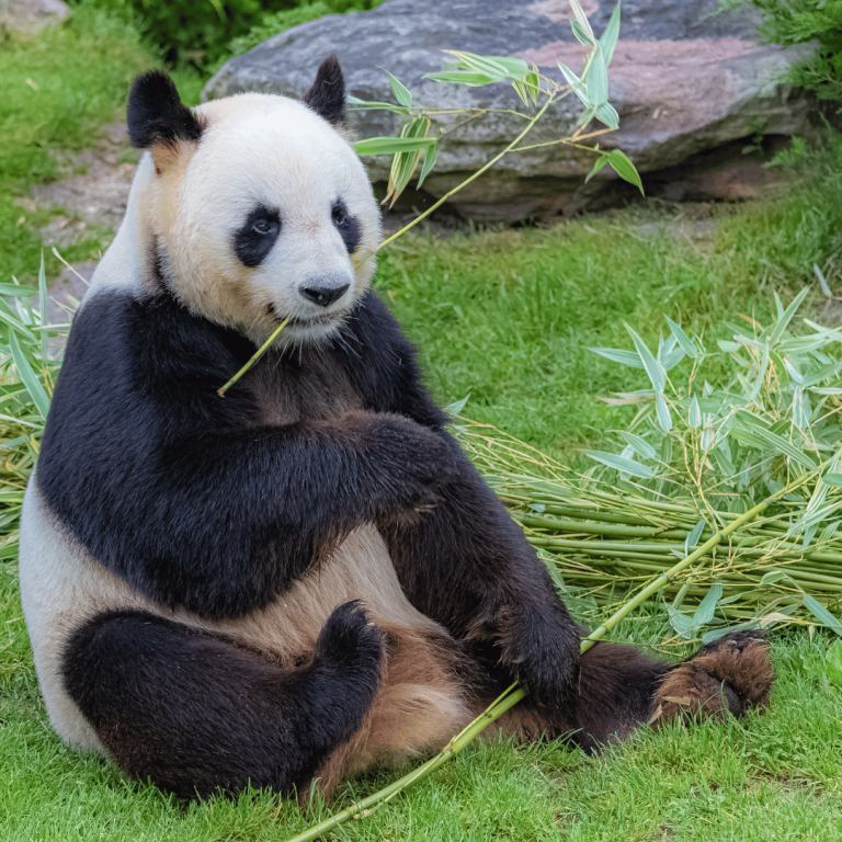 Bear Symbolism: Meaning and Significance in Different Cultures