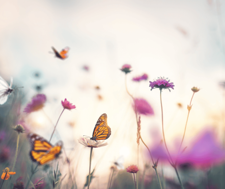 Butterfly in House Spiritual Meaning: Understanding the Symbolism