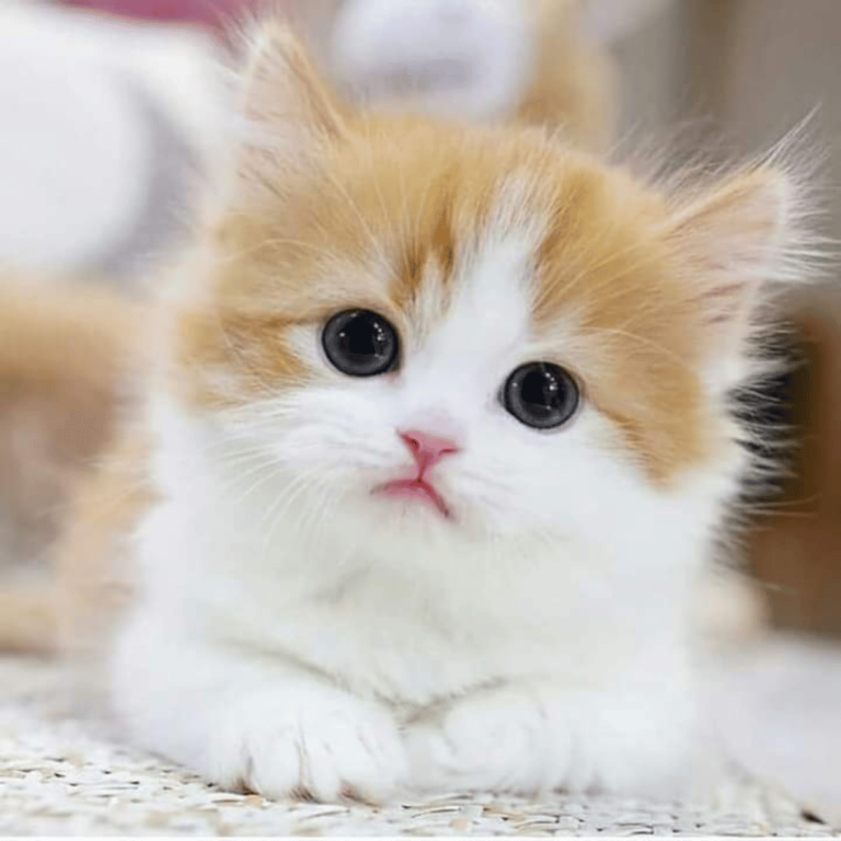 Cat Symbolism: Understanding the Cultural Significance of Felines