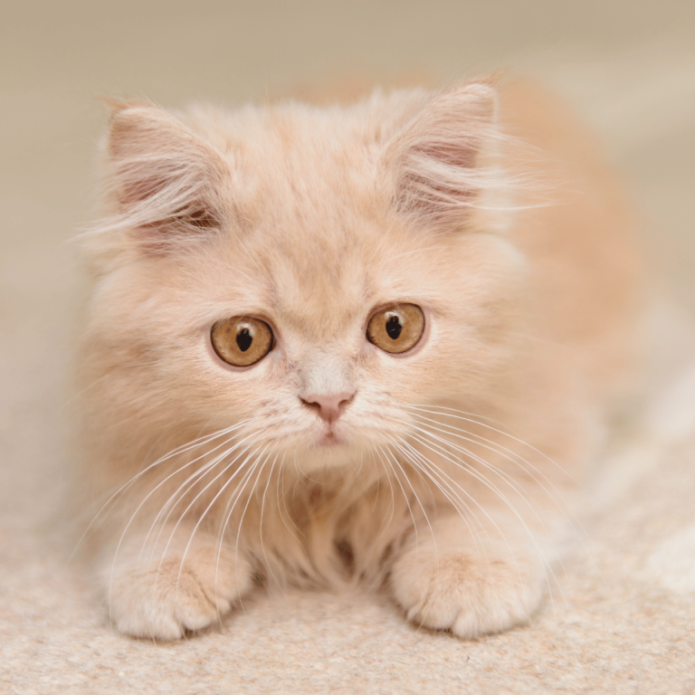 Cat Symbolism: Understanding the Cultural Significance of Felines