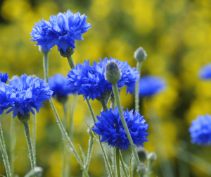 Cornflower Flower Meaning: Symbolism and Significance