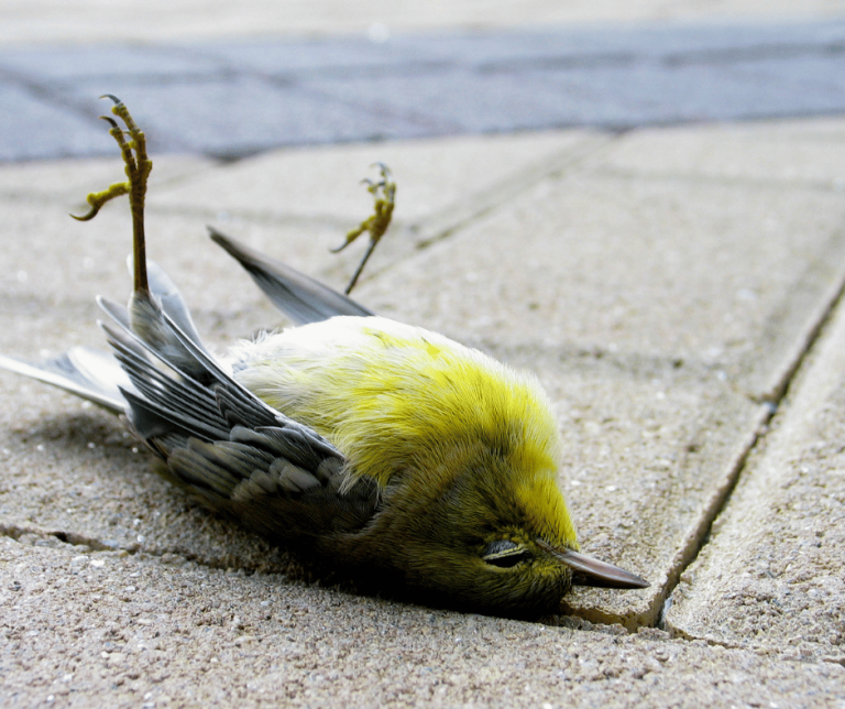 Dead Bird Meanings: Understanding Symbolism and Superstitions