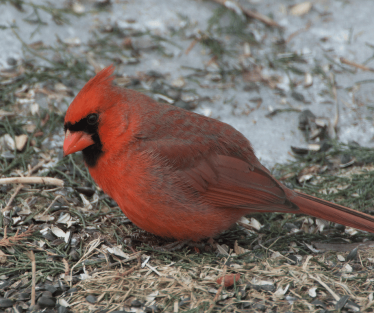 Dead Cardinal Spiritual Meaning: Understanding the Symbolism