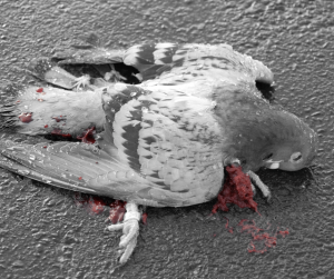 Dead Pigeon Meaning: Understanding the Symbolism Behind This Omen