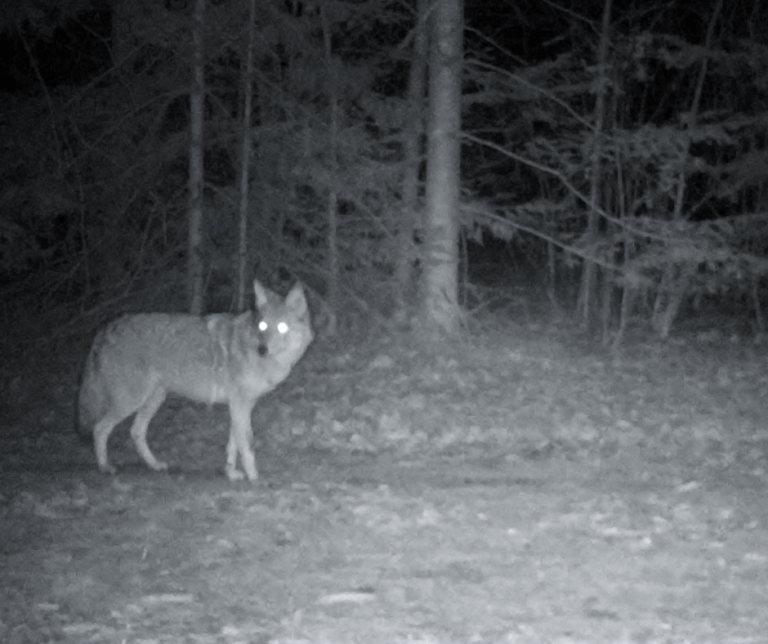 Decoding the Meaning of Seeing a Coyote at Night Meaning