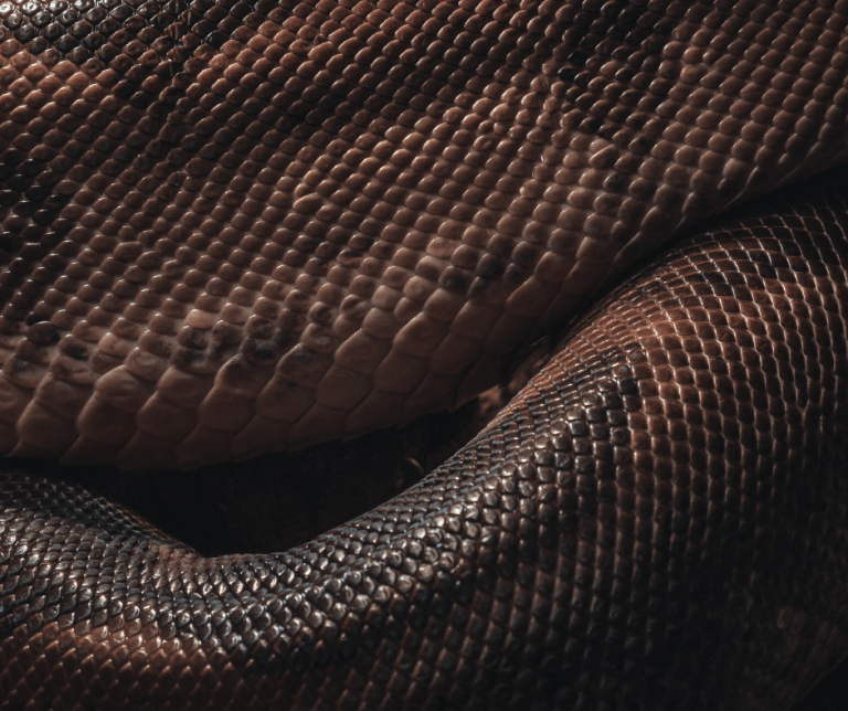 Finding the Meaning Behind Snake Skin: A Guide to Interpretation