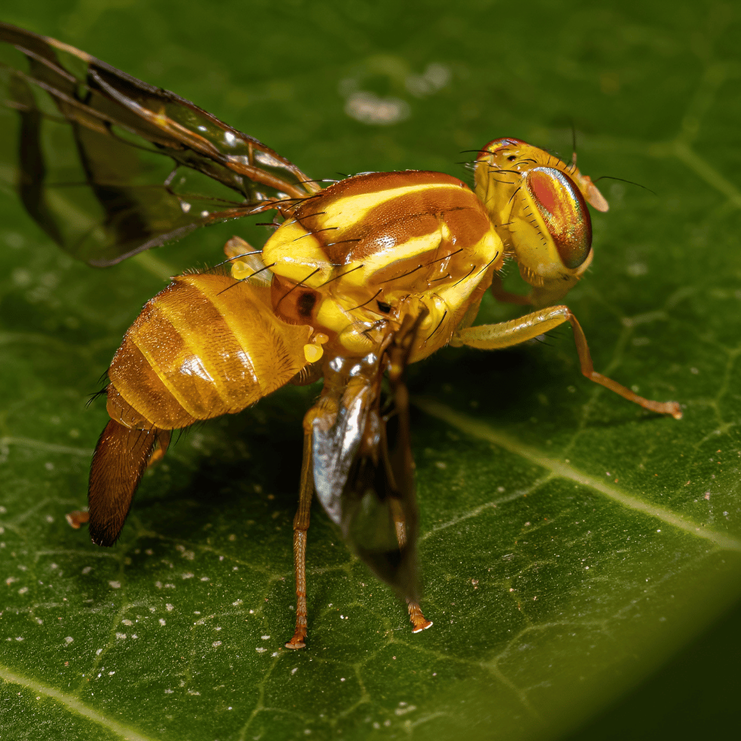 Fruit Fly Spiritual Meaning Symbolism: Exploring The Significance
