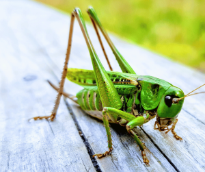 Grasshopper in House Meaning: What Does It Symbolize?