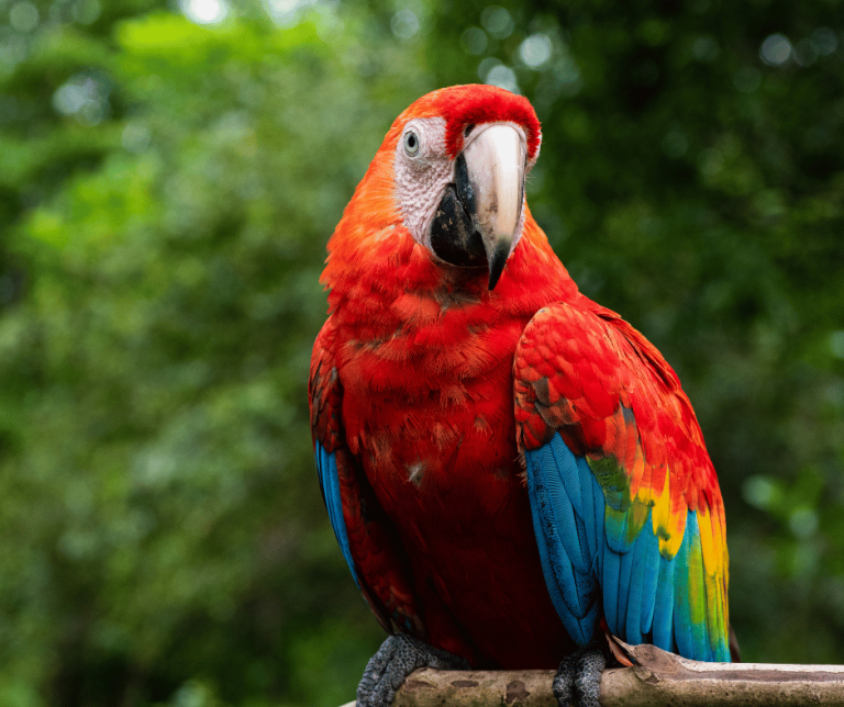 Parrot Meanings: Symbolism and Significance of Colorful Birds