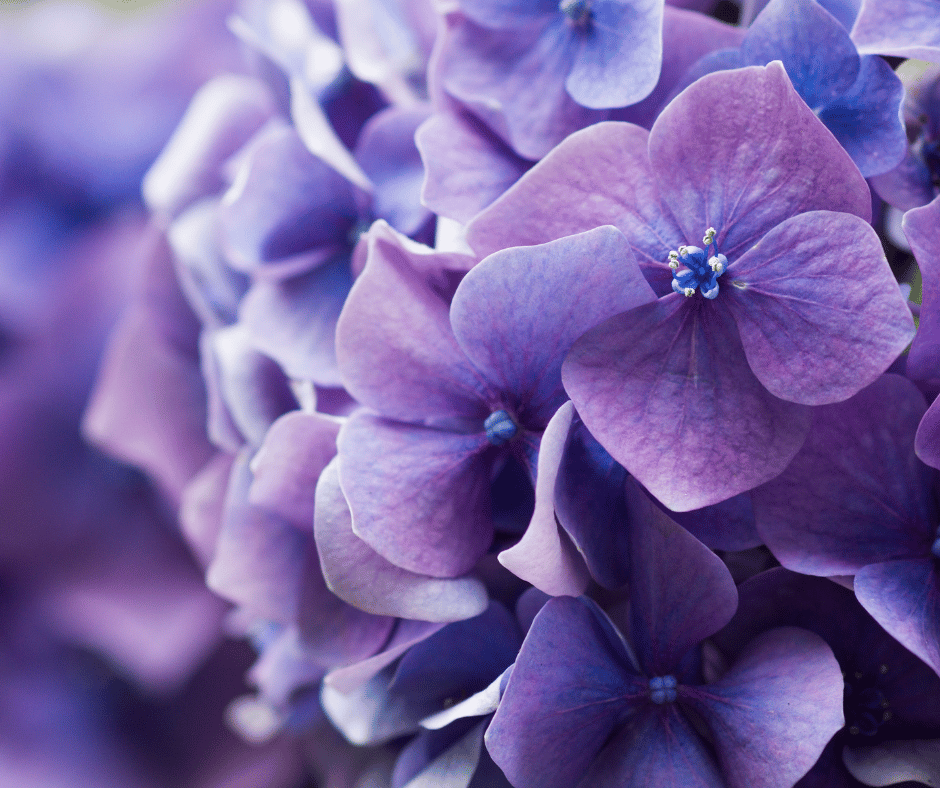 Purple Hydrangea Flower Meaning Symbolism And Significance