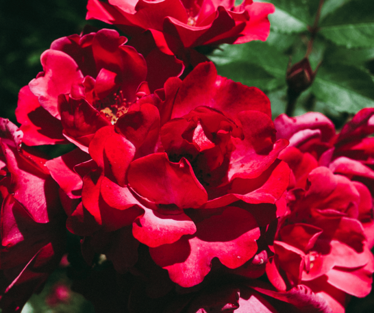 Red Carnation Flower Meaning: Symbolism & Significance Explained