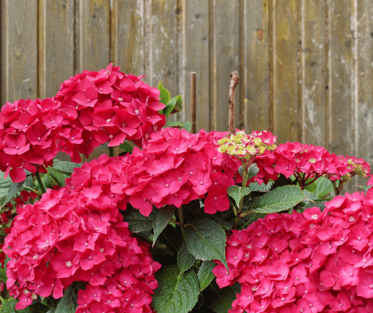 Red Hydrangea Flower Meaning: Symbolism and Significance