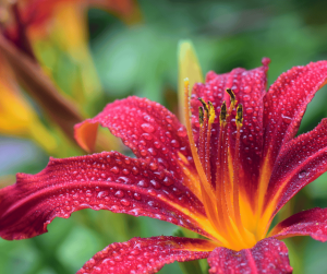 Red Lily Meaning: Symbolism and Significance