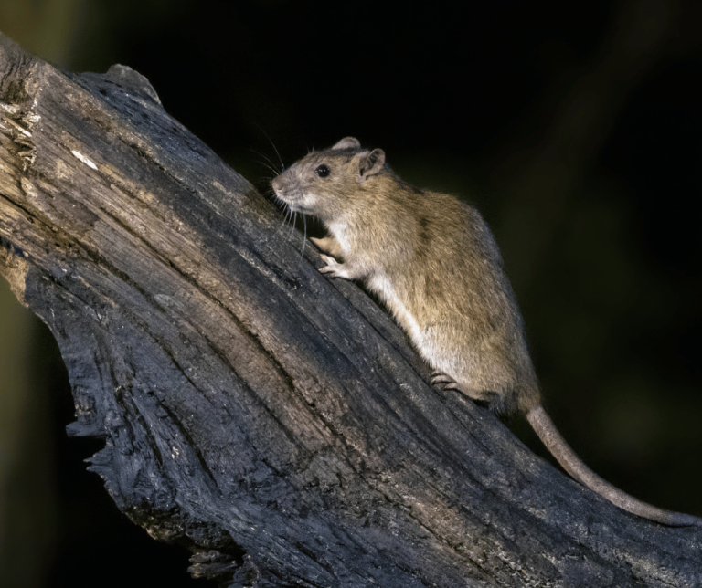 Meaning Behind Seeing a Rat at Night: Explained
