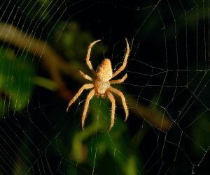 Seeing a Spider at Night: Meaning and Interpretation