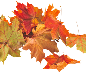 Spiritual Meaning of Leaf: Understanding the Symbolism