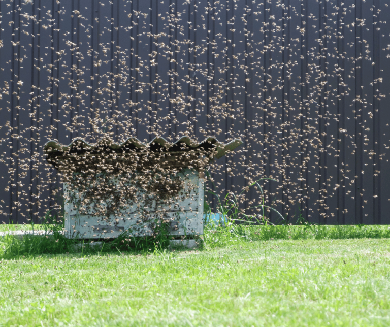 Swarm of Flies Dream Meaning: Interpretation and Symbolism