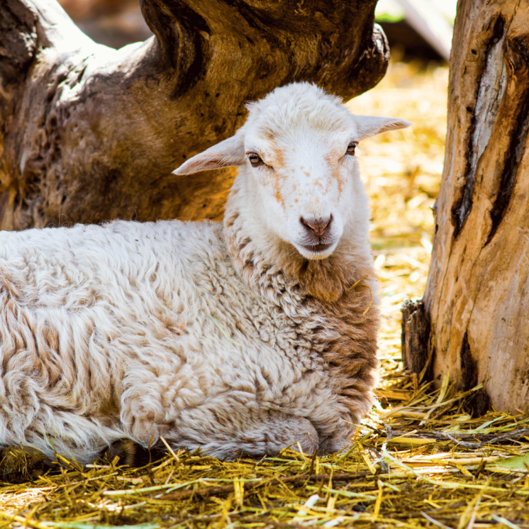 Symbolism of Lambs: Exploring Rich Meanings Behind This Animal