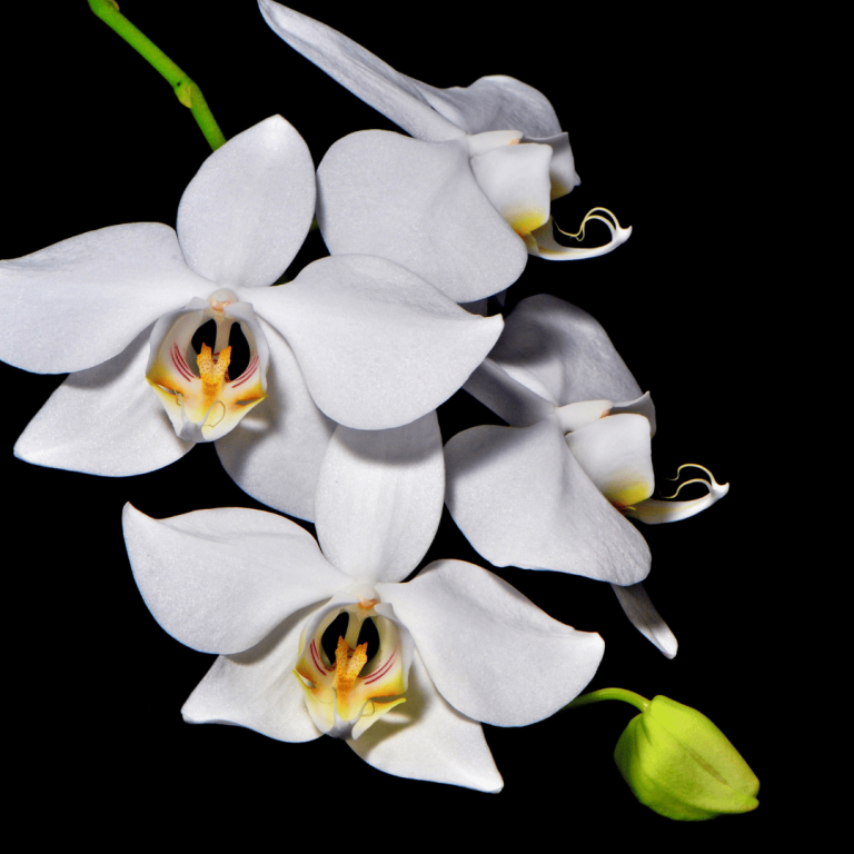 Symbolism of Moonflower: Understanding the Significance of this ...