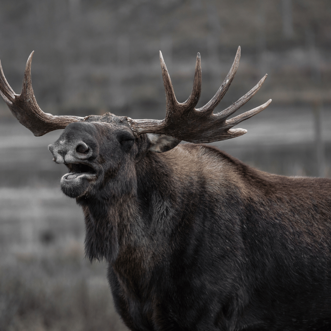 Symbolism of Moose: Understanding the Spiritual Significance