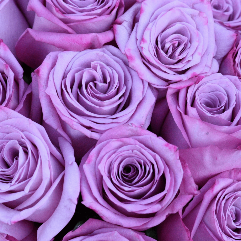 Symbolism of Purple: Meaning and Significance in Art and Culture