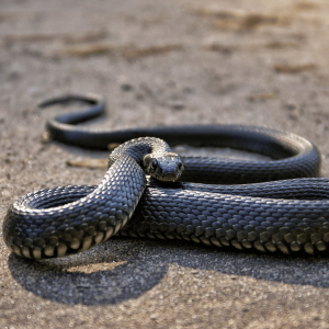 Symbolism of Snakes: Unveiling the Fascinating Meanings