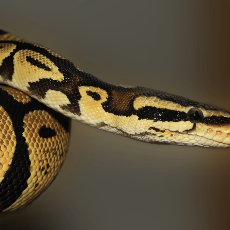Symbolism of Snakes: Unveiling the Fascinating Meanings