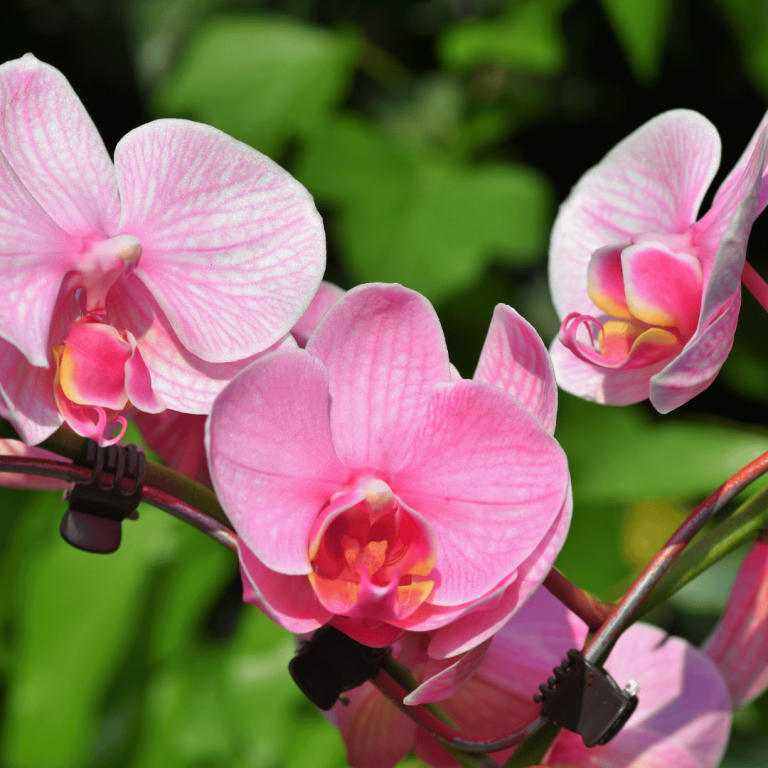 The Symbolism of Orchids: Understanding the Significance
