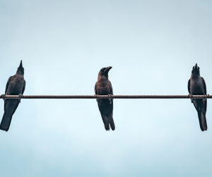 Three Crows Spiritual Meaning: Interpretation and Symbolism