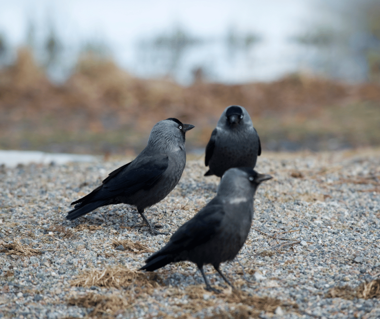 Three Crows Spiritual Meaning: Interpretation and Symbolism