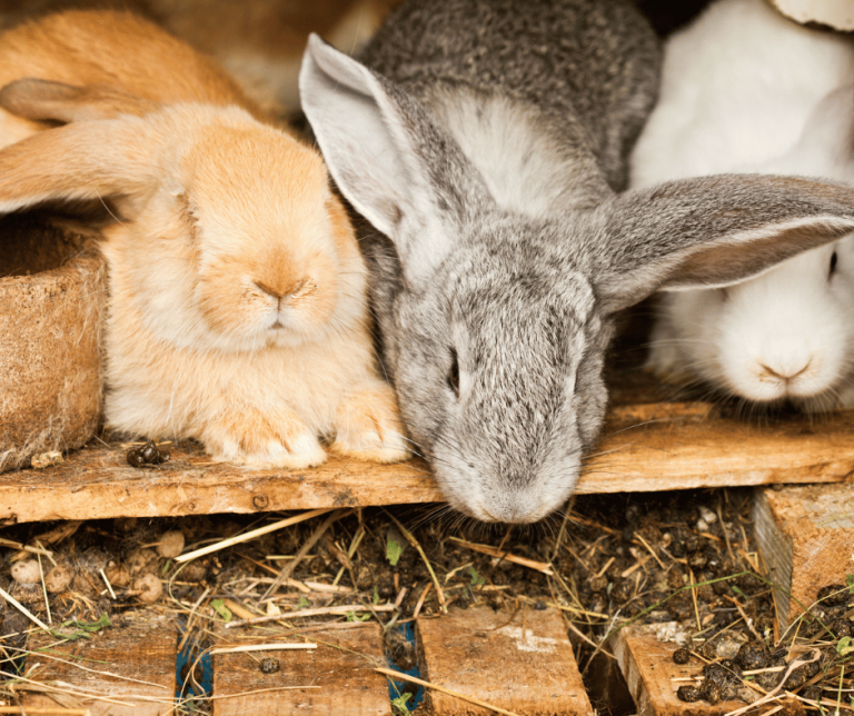 Three Rabbits: Spiritual Meaning Unveiled