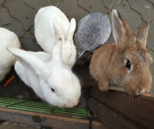 Three Rabbits: Spiritual Meaning Unveiled
