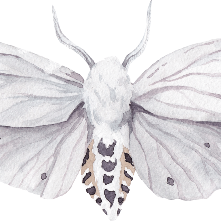 White Moth Spiritual Meaning and Symbolism: Explained
